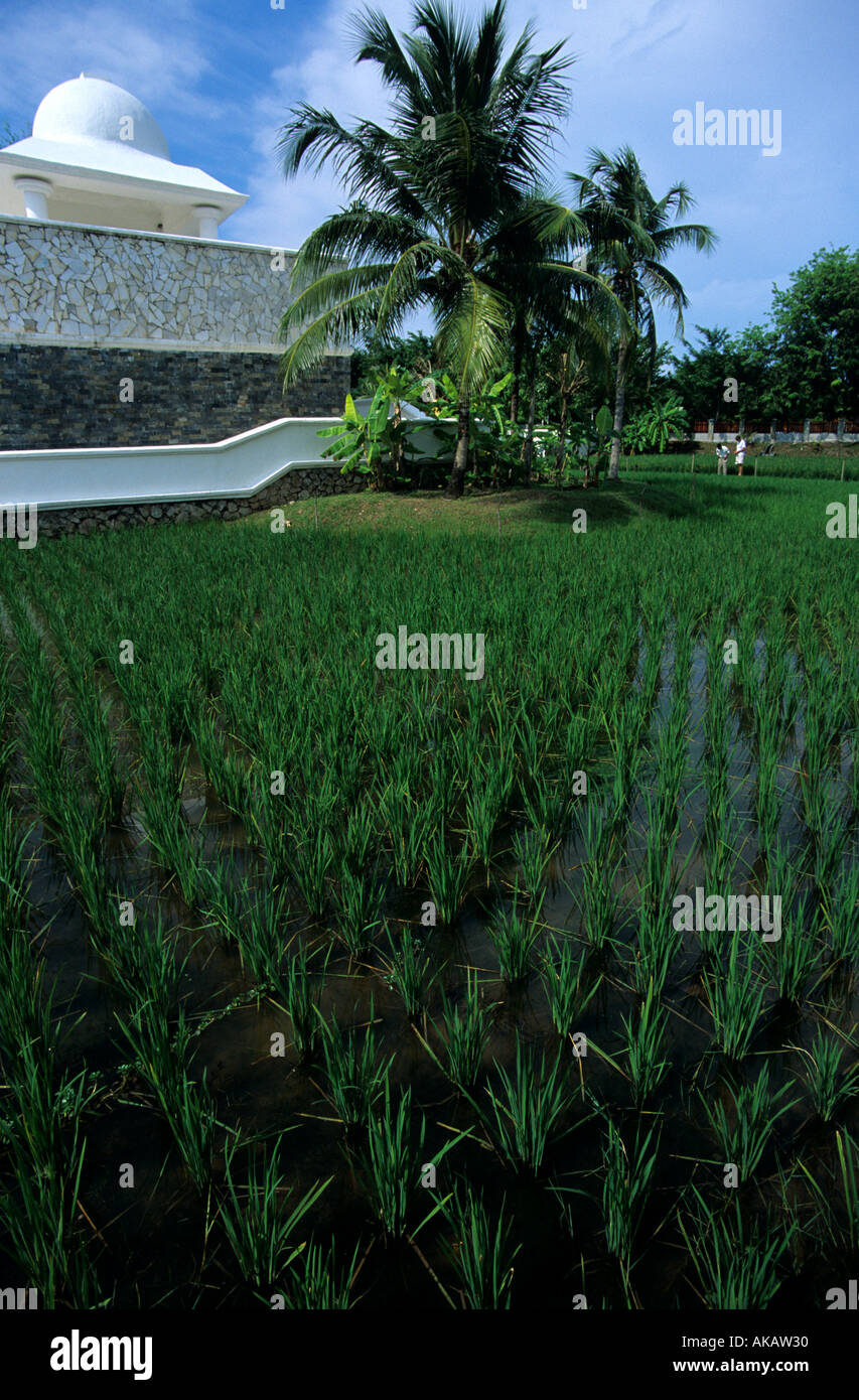 Malaysia rice field hi-res stock photography and images - Alamy