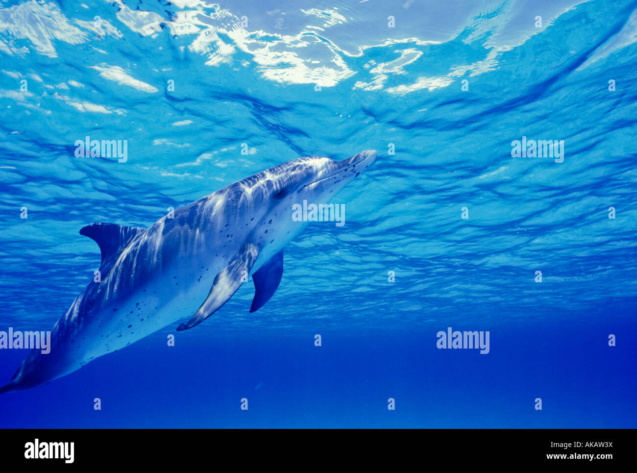 A lone Atlantic spotted dolphin (Stenella frontalis) near the ocean’s ...