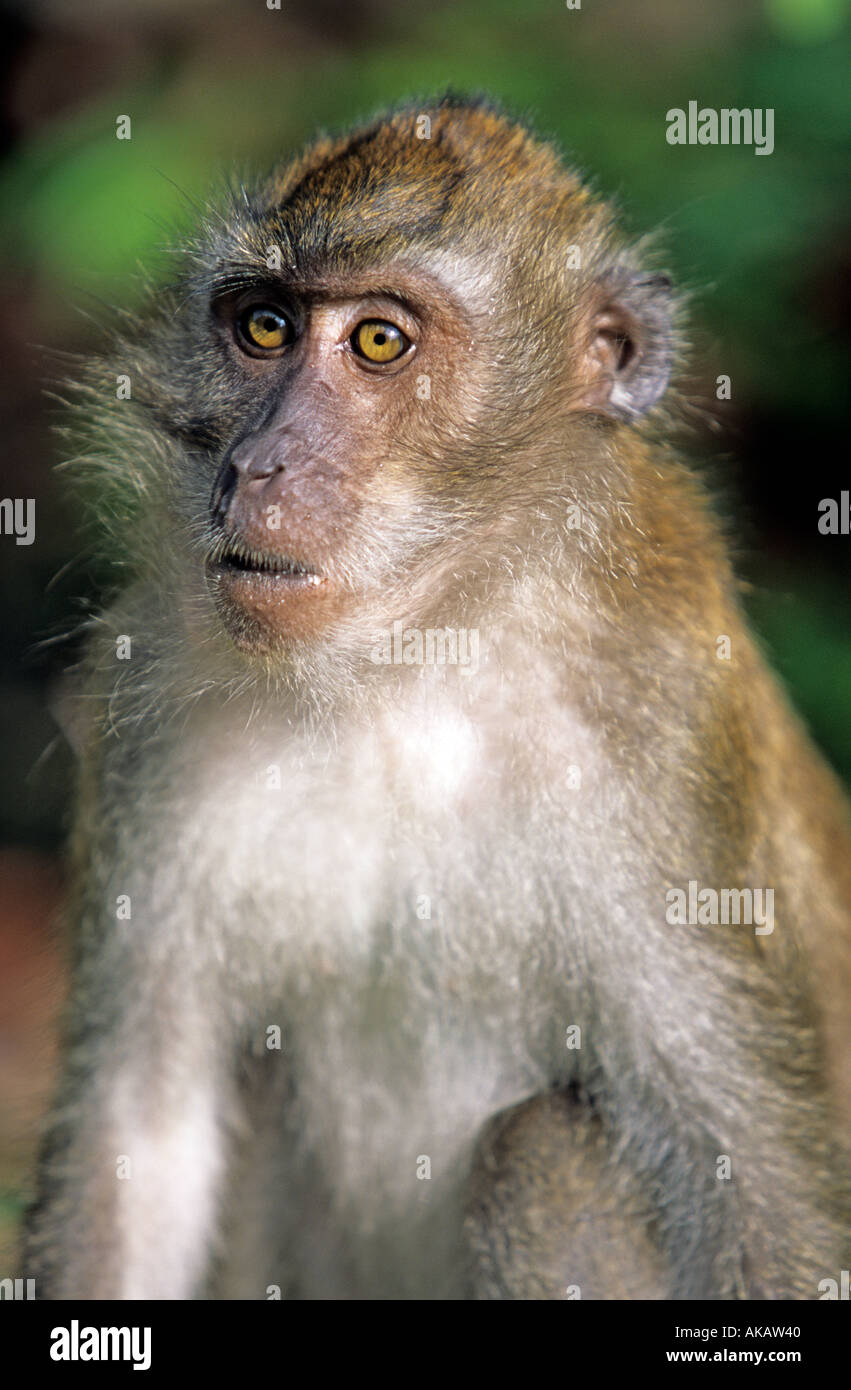 Monkey Langkawi Malaysia Stock Photo - Alamy