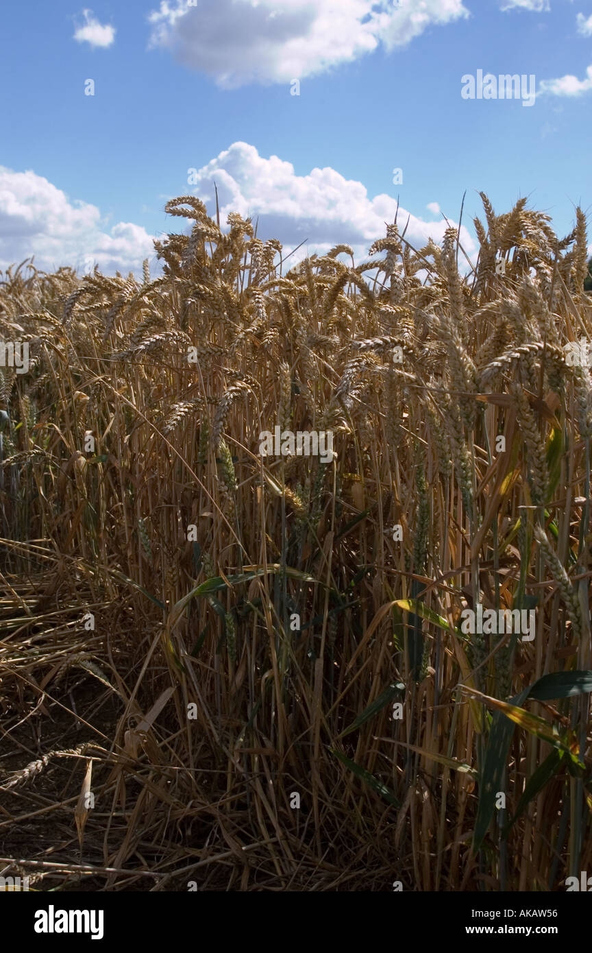 Waving corn hi-res stock photography and images - Alamy