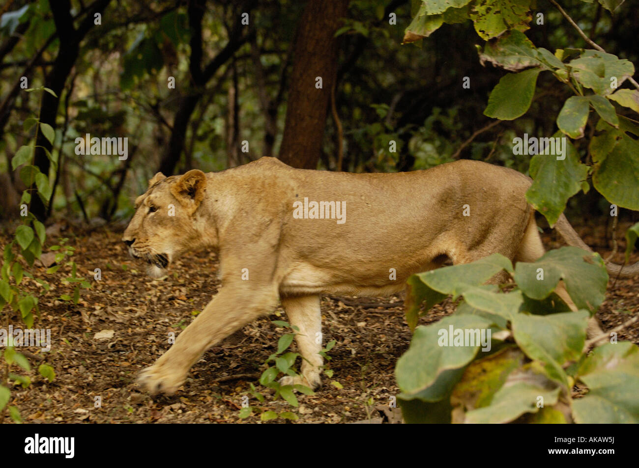 Asiatic lion (Panthera leo persica) Lioness. Gir National Park. Gujarat ...
