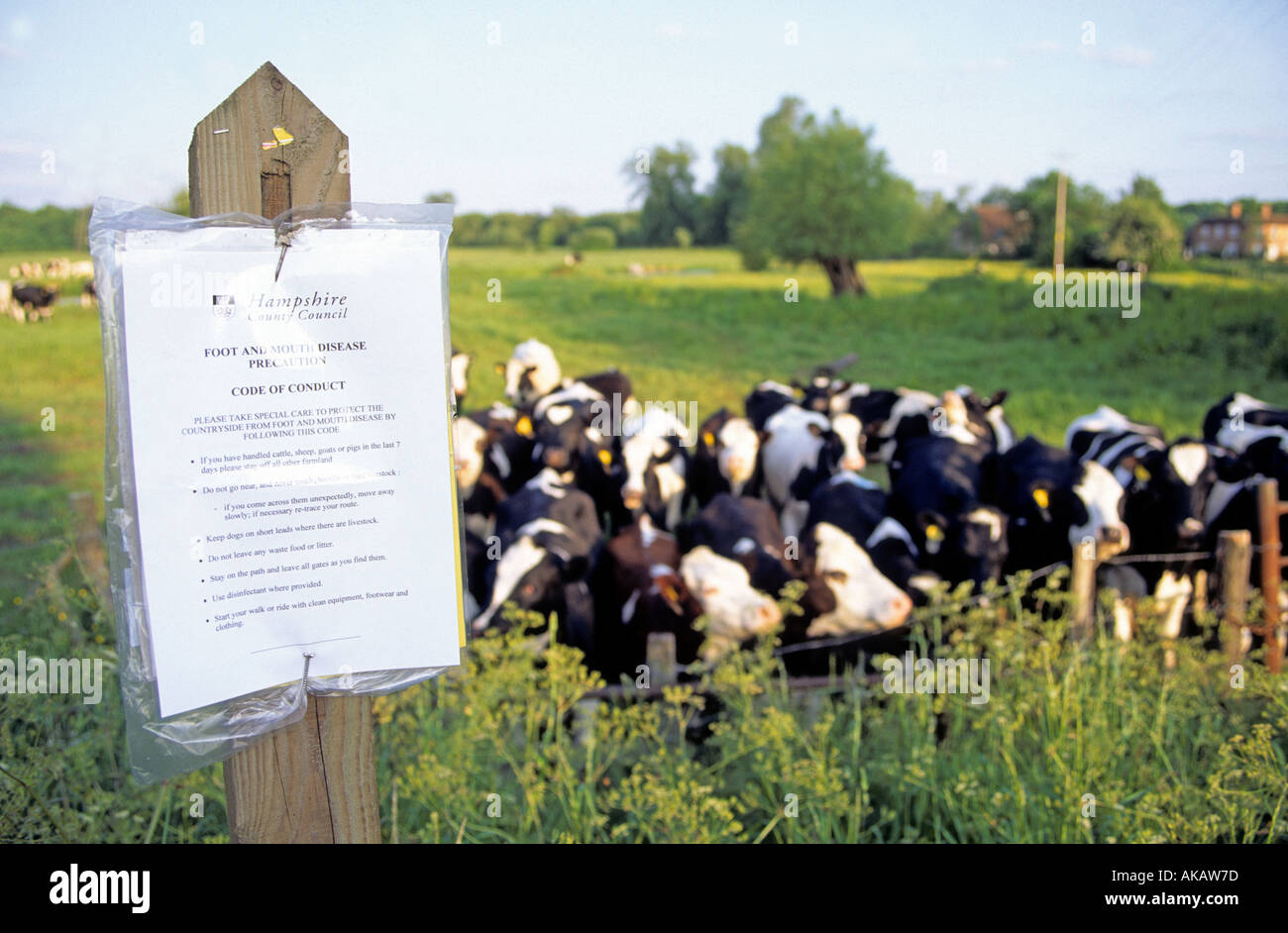 Cattle epidemic hi-res stock photography and images - Alamy
