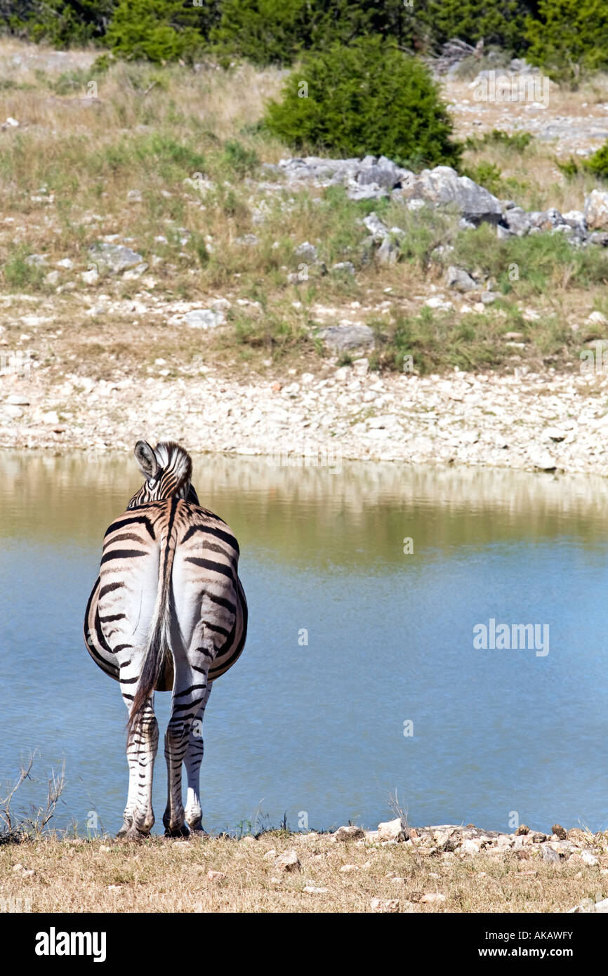 Texas water safari hi-res stock photography and images - Alamy