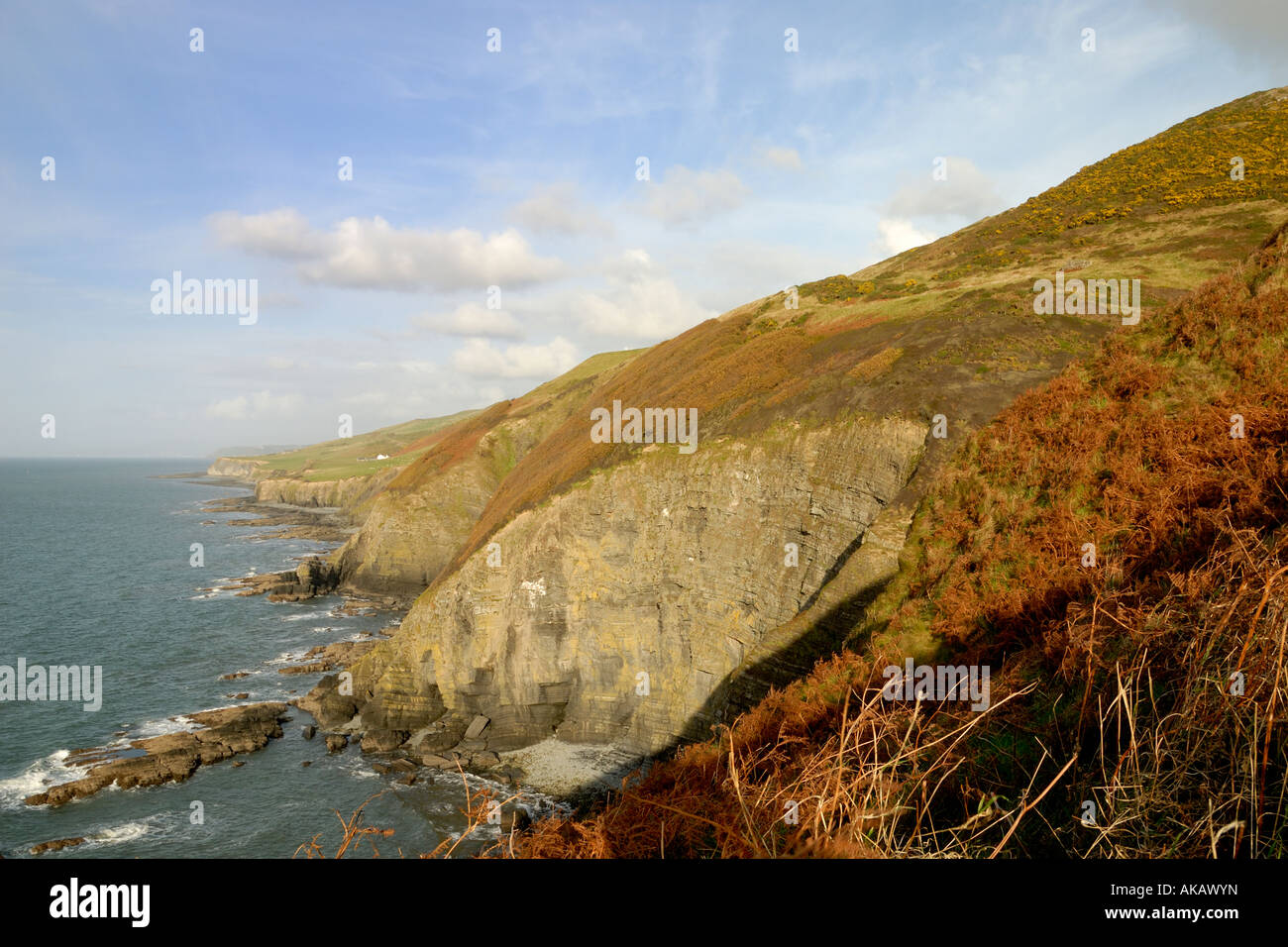 Ancient Sessile Oak woodland on coastal cliffs, Penderi, Ceredigion ...