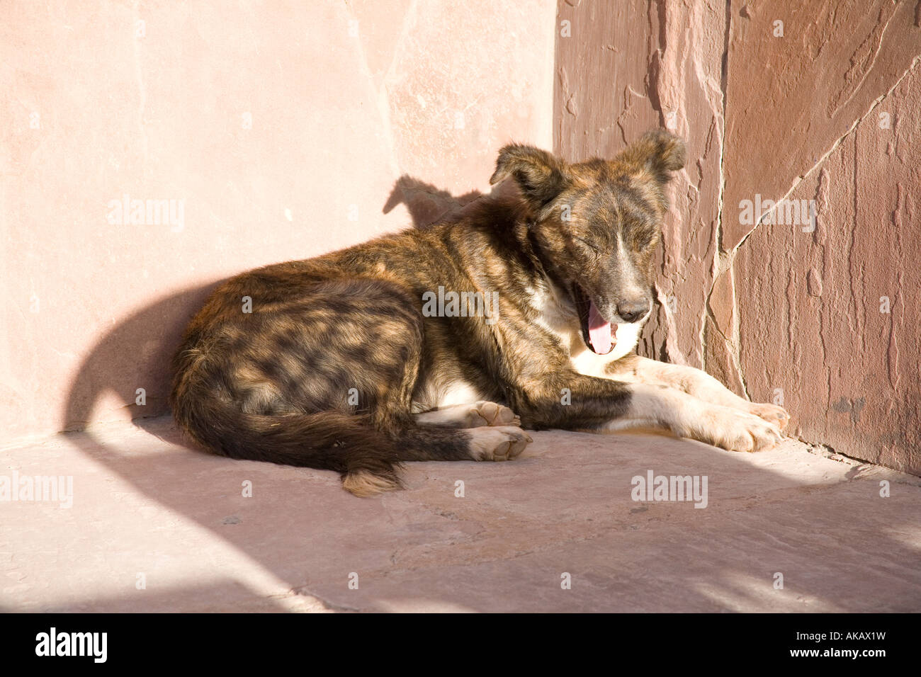 Africa dog hi-res stock photography and images - Alamy