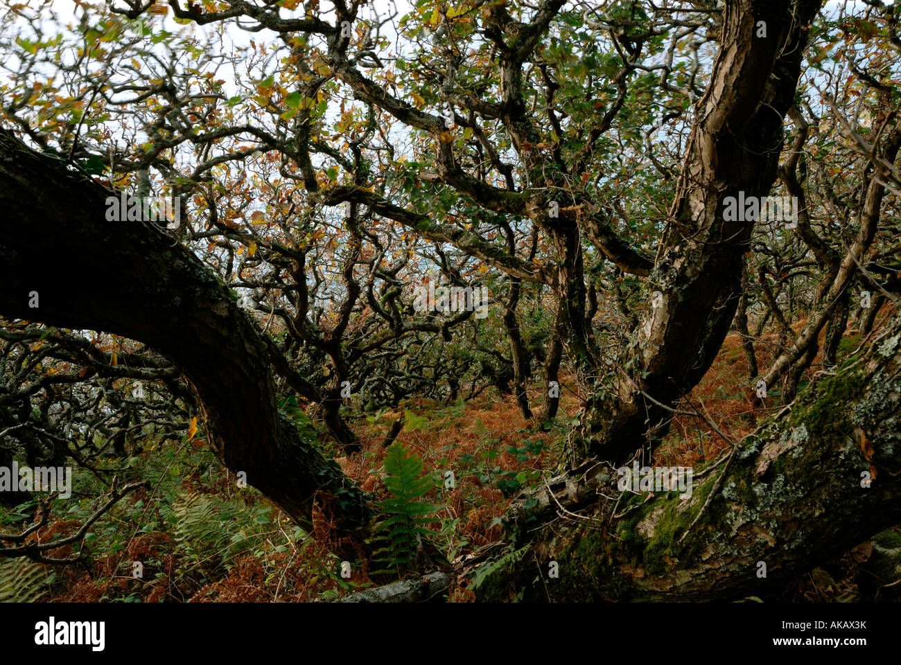 Penderi oakwoods on the Ceredigion coast, Wales, UK Stock Photo - Alamy
