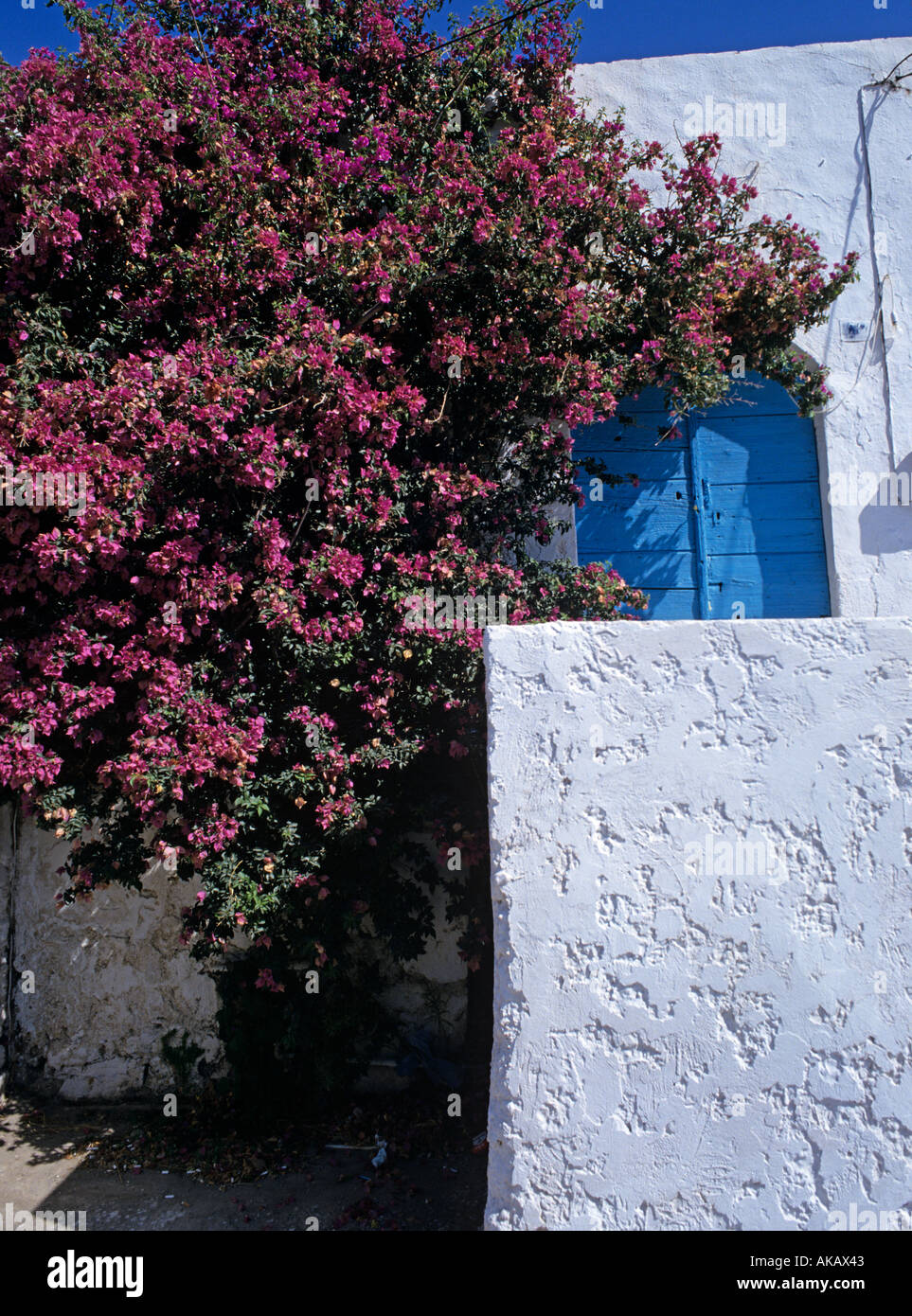Purple flowers on bush against old white building Stock Photo - Alamy