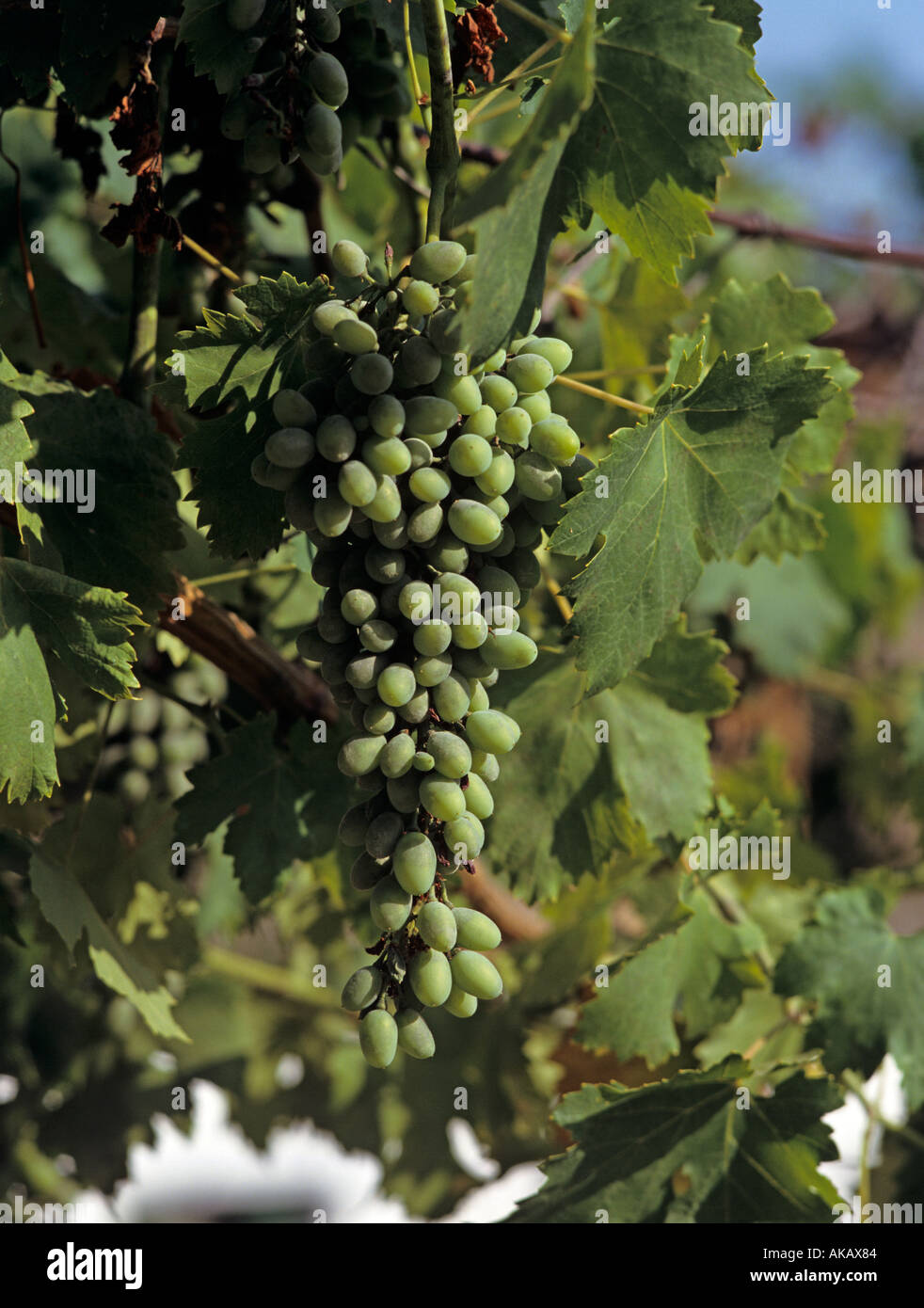 Greece grapes hi-res stock photography and images - Alamy