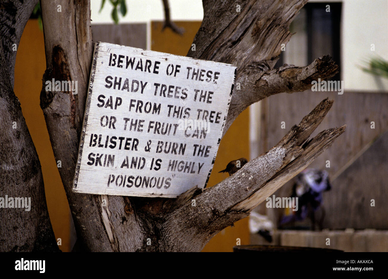 Manchioneel tree warning sign Stock Photo - Alamy