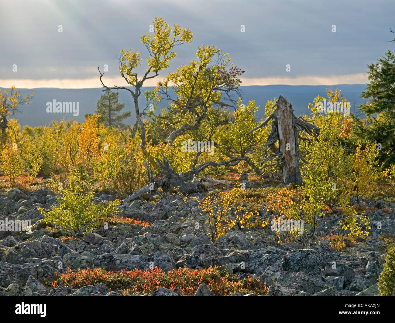 landscape with stony fell mountain in autumn colours in Lapland in ...