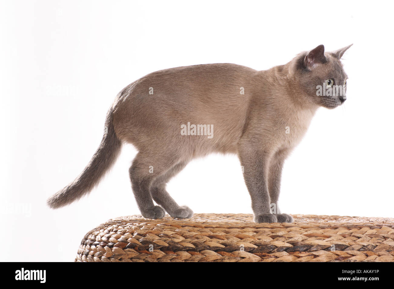 Tonkanese cat - standing Stock Photo - Alamy