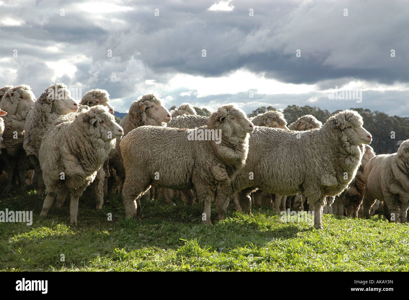 Flock of Australian cross breed sheep Stock Photo - Alamy
