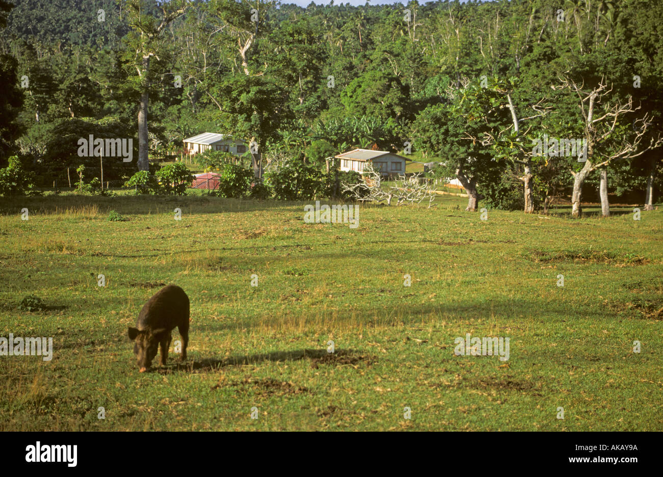 Tongan pig in field Tonga Pacific Ocean Stock Photo - Alamy