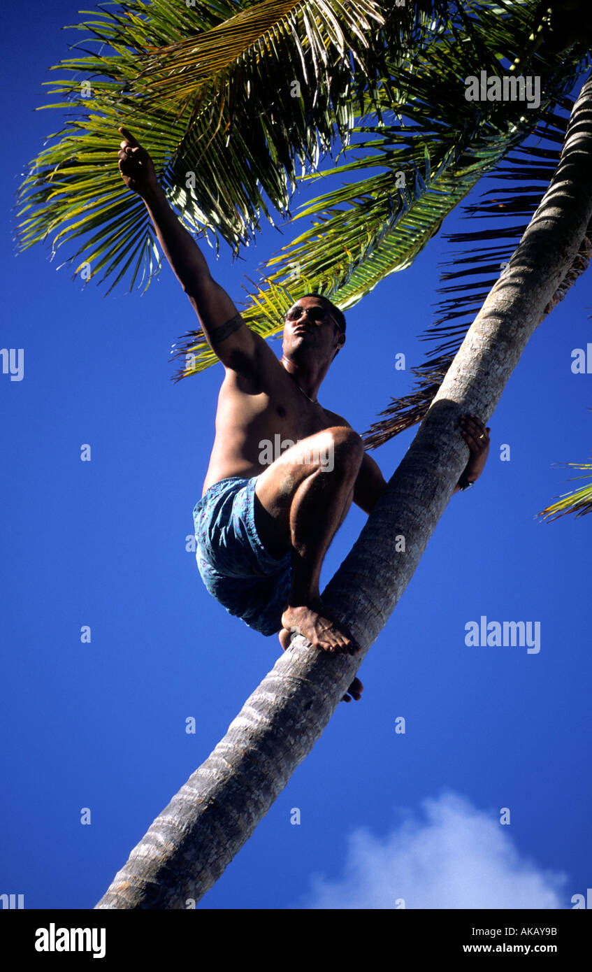 Tongan Man climbing up a palm tree Tonga Pacific Ocean Stock Photo - Alamy
