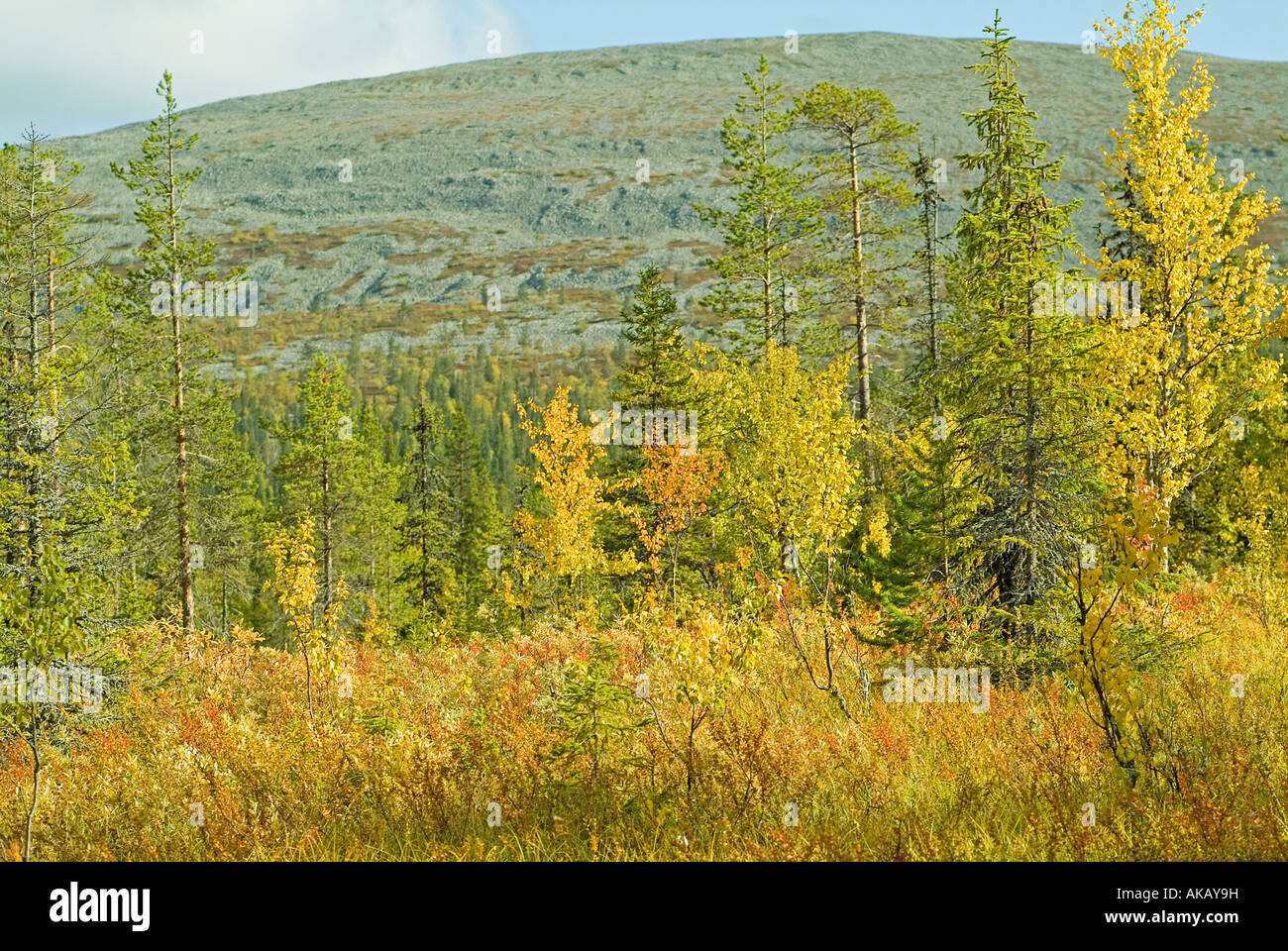 landscape with moor and forest in autumn colours in background fell ...