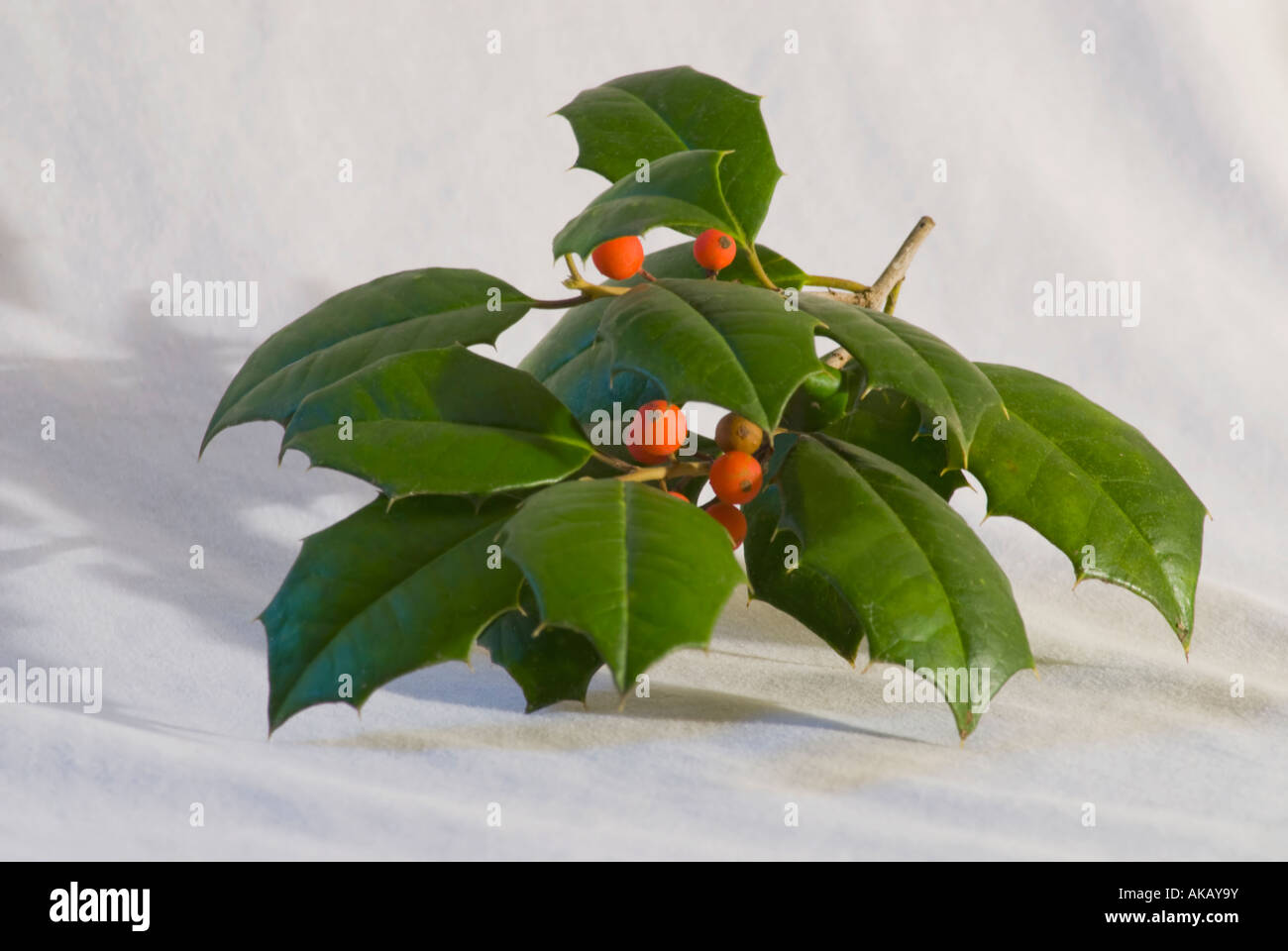 A sprig of natural holly on white fabric Stock Photo - Alamy