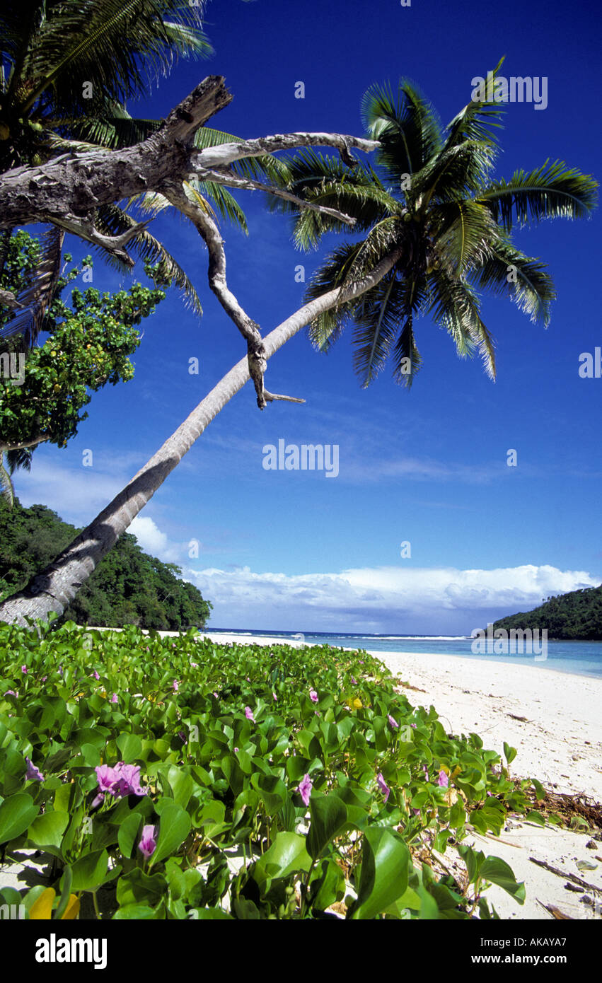 Idyllic scene with palm tree leaning over a tropical beach in Tonga ...