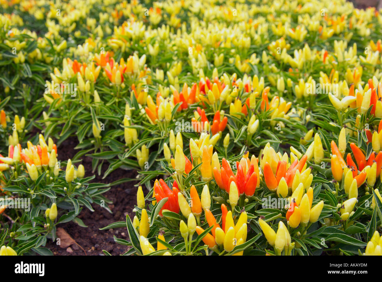 bush plant chilli pepper bright colourful colorful red yellow orange ...