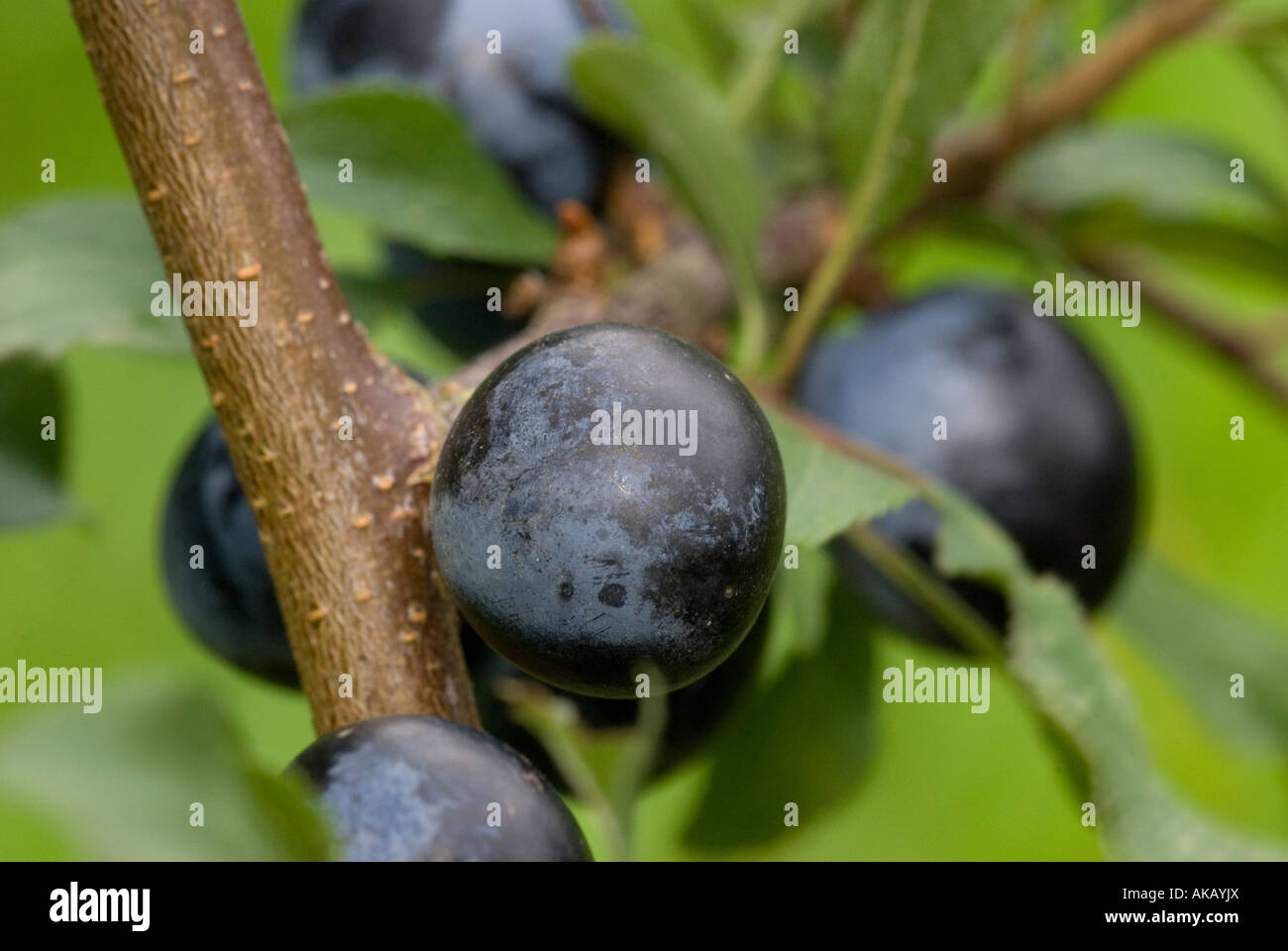 Sloes fruit blackthorn tree hi-res stock photography and images - Alamy