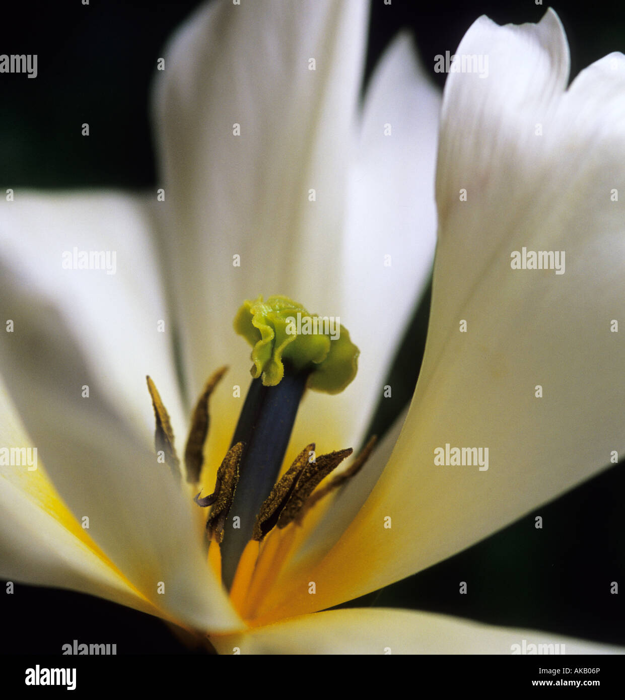 Emperor flower hi-res stock photography and images - Alamy