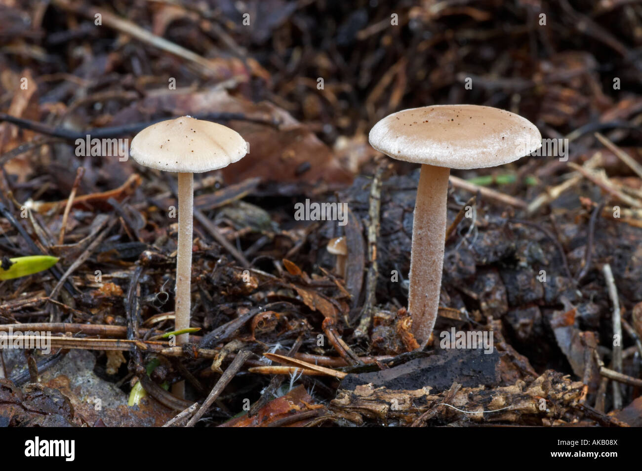 Conifercone cap hi-res stock photography and images - Alamy
