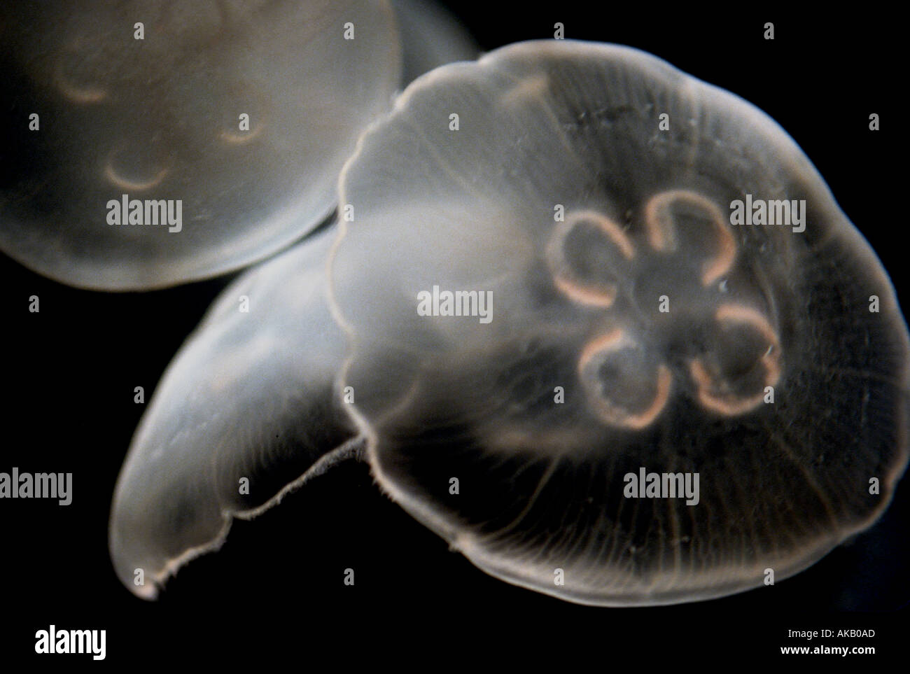 Moon Jelly Jellyfish Aurelia aurita Stock Photo - Alamy
