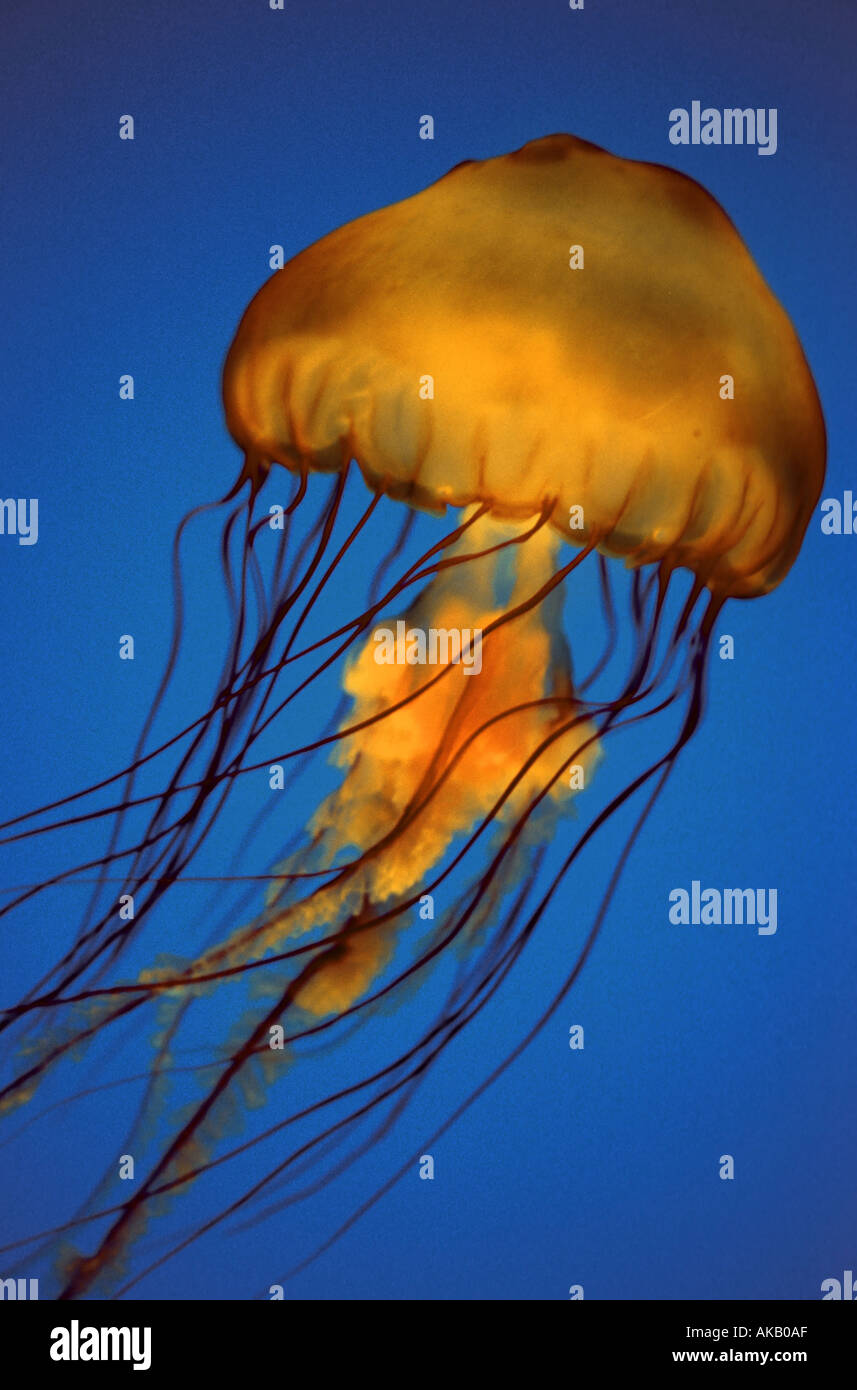 Brown sea nettle jellyfish hi-res stock photography and images - Alamy