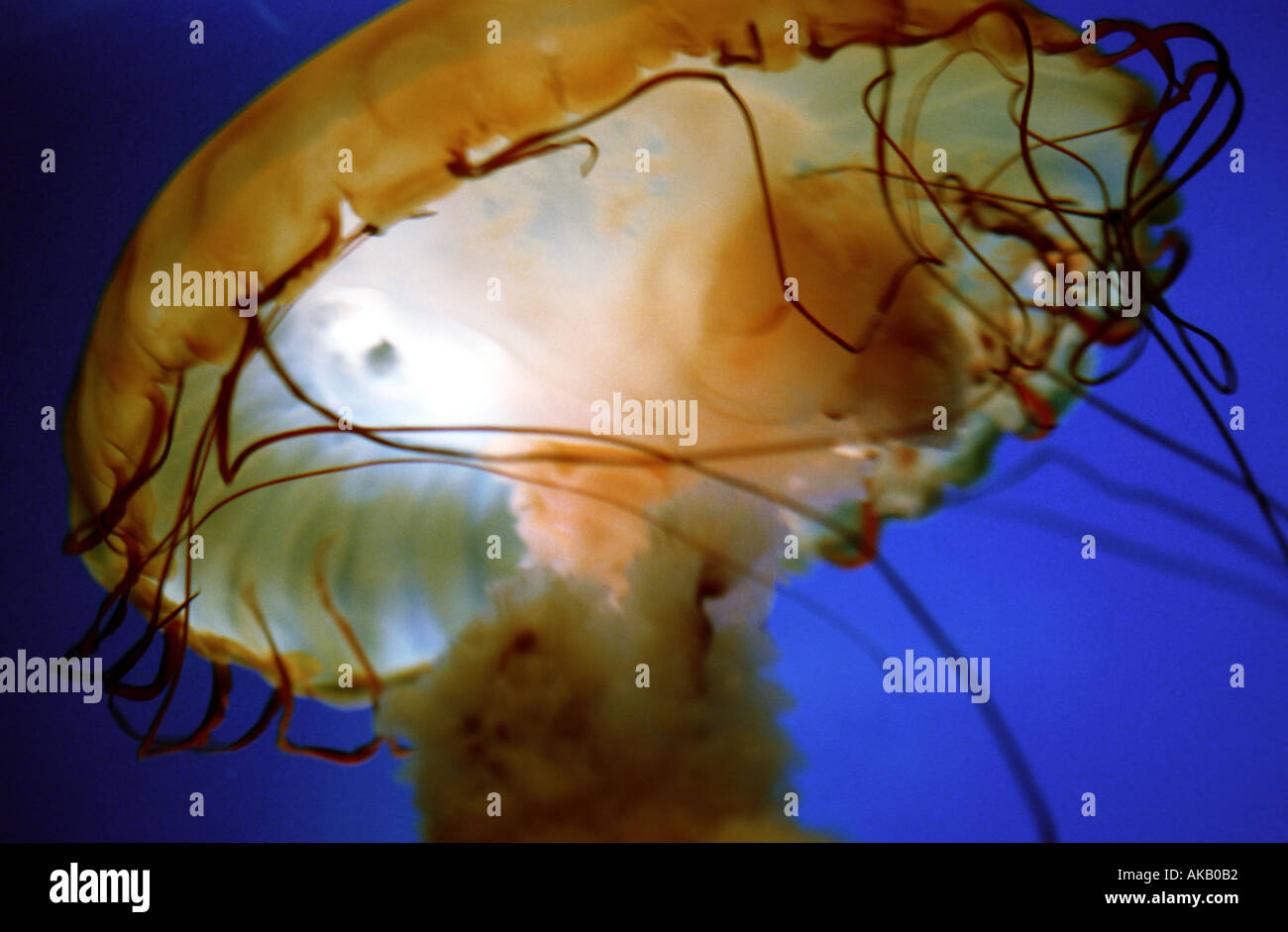 Brown sea nettle jellyfish hi-res stock photography and images - Alamy