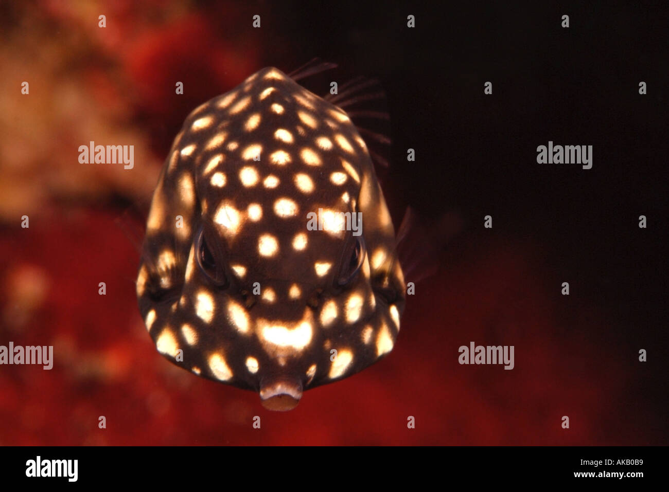 Juvenile smooth trunkfish in the Gulf of Mexico Stock Photo - Alamy