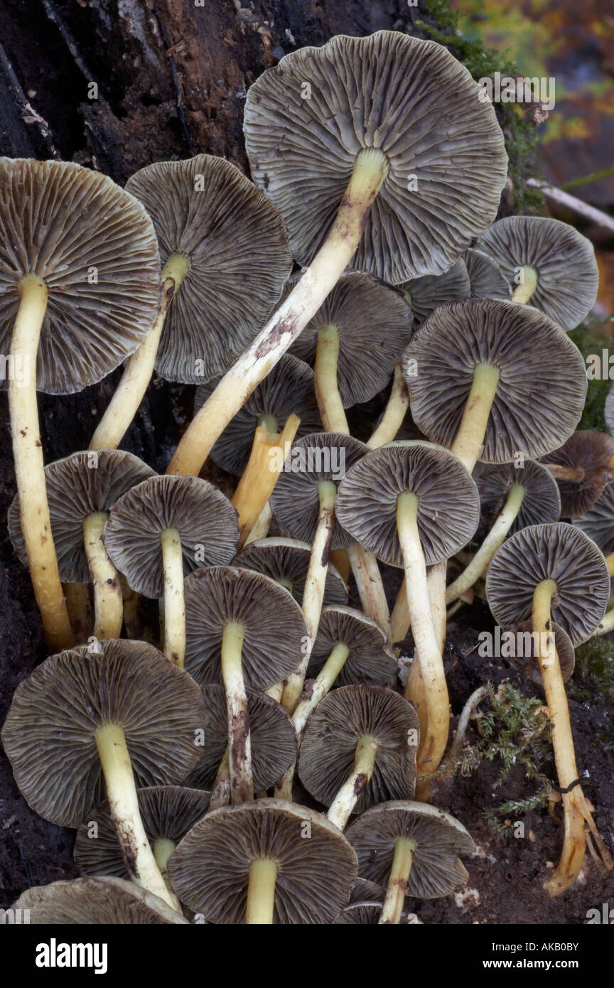 Sulphur Tuft - Hypholoma fasciculare Stock Photo - Alamy