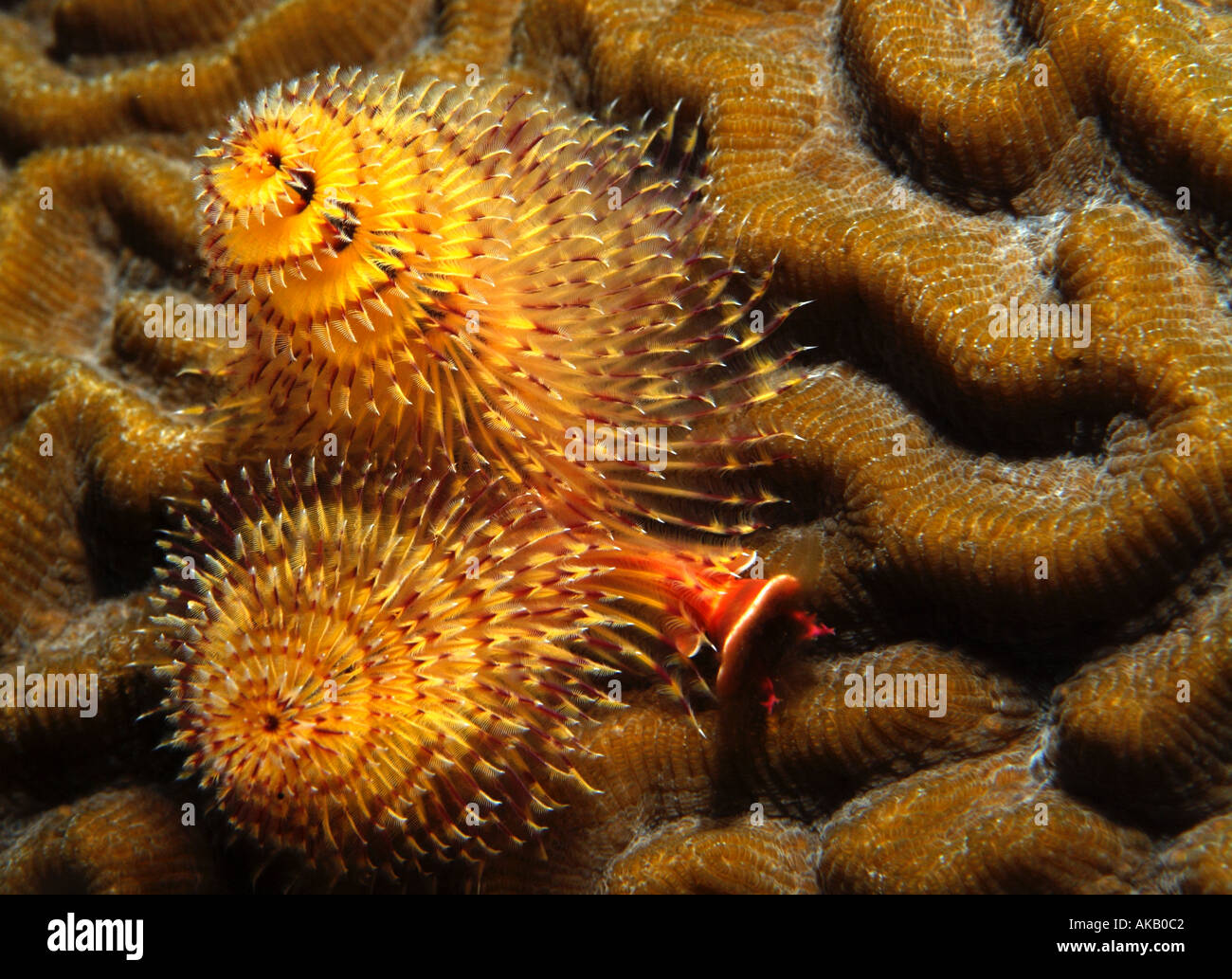 Underwater christmas tree growing on a brain coral head Stock Photo - Alamy