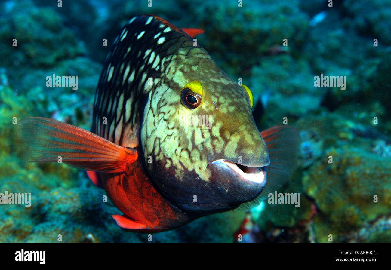 Marine spotlight hi-res stock photography and images - Alamy