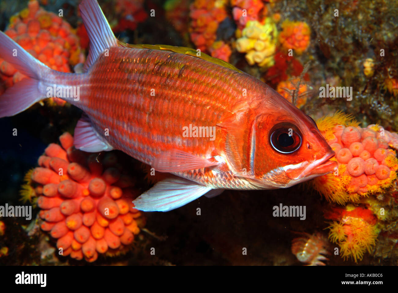 Longspine squirrelfish hi-res stock photography and images - Alamy