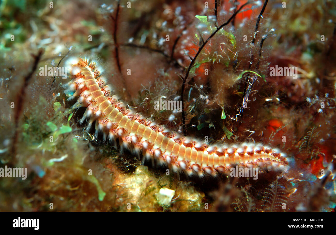 Bearded fire worm in the Gulf of Mexico Stock Photo - Alamy