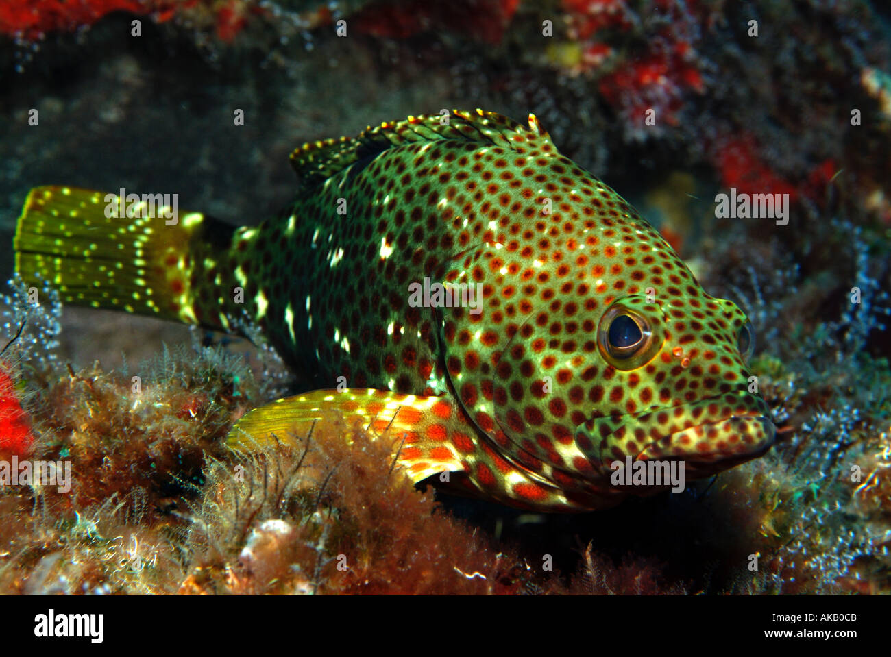 Epinephelus adscensionos hi-res stock photography and images - Alamy