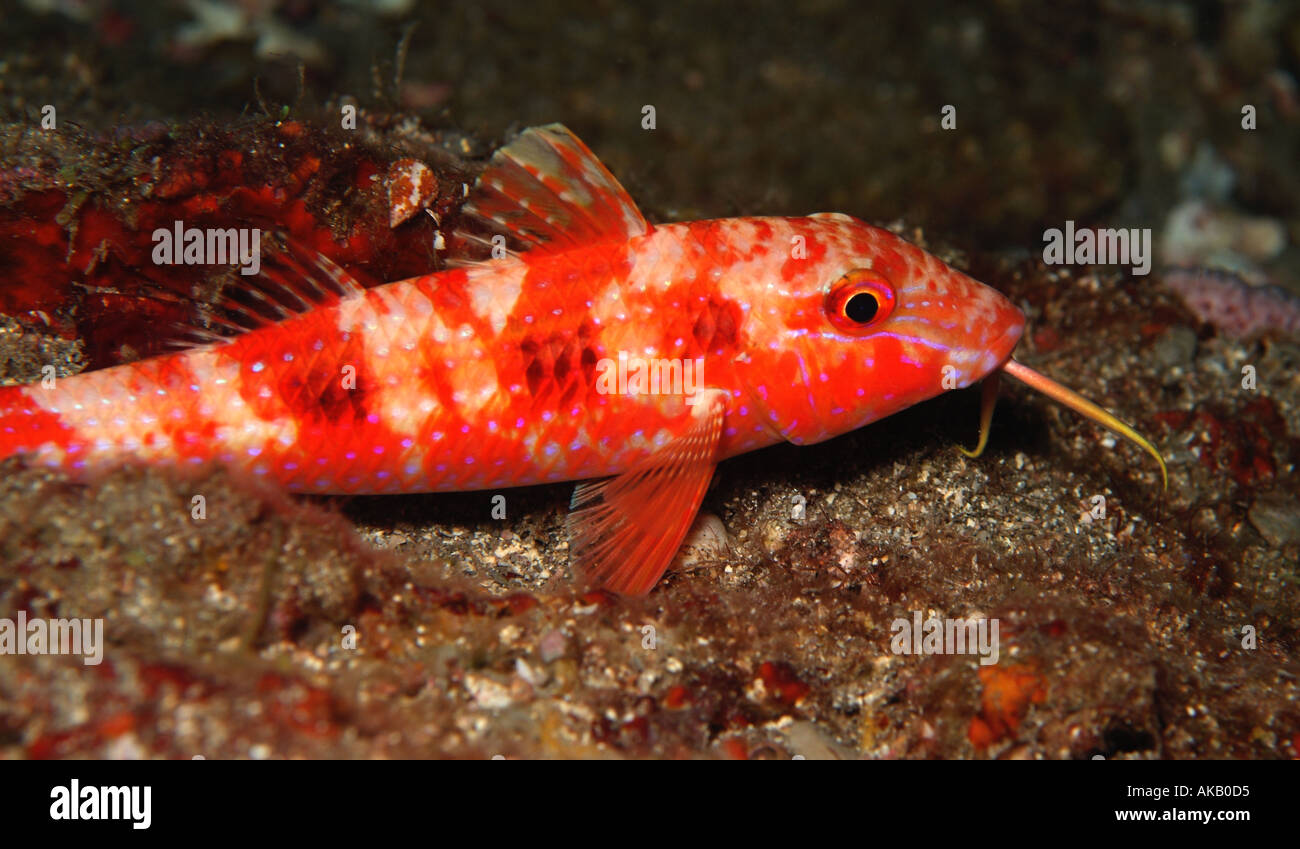 Spotted goatfish in the Gulf of Mexico, off Texas Stock Photo - Alamy