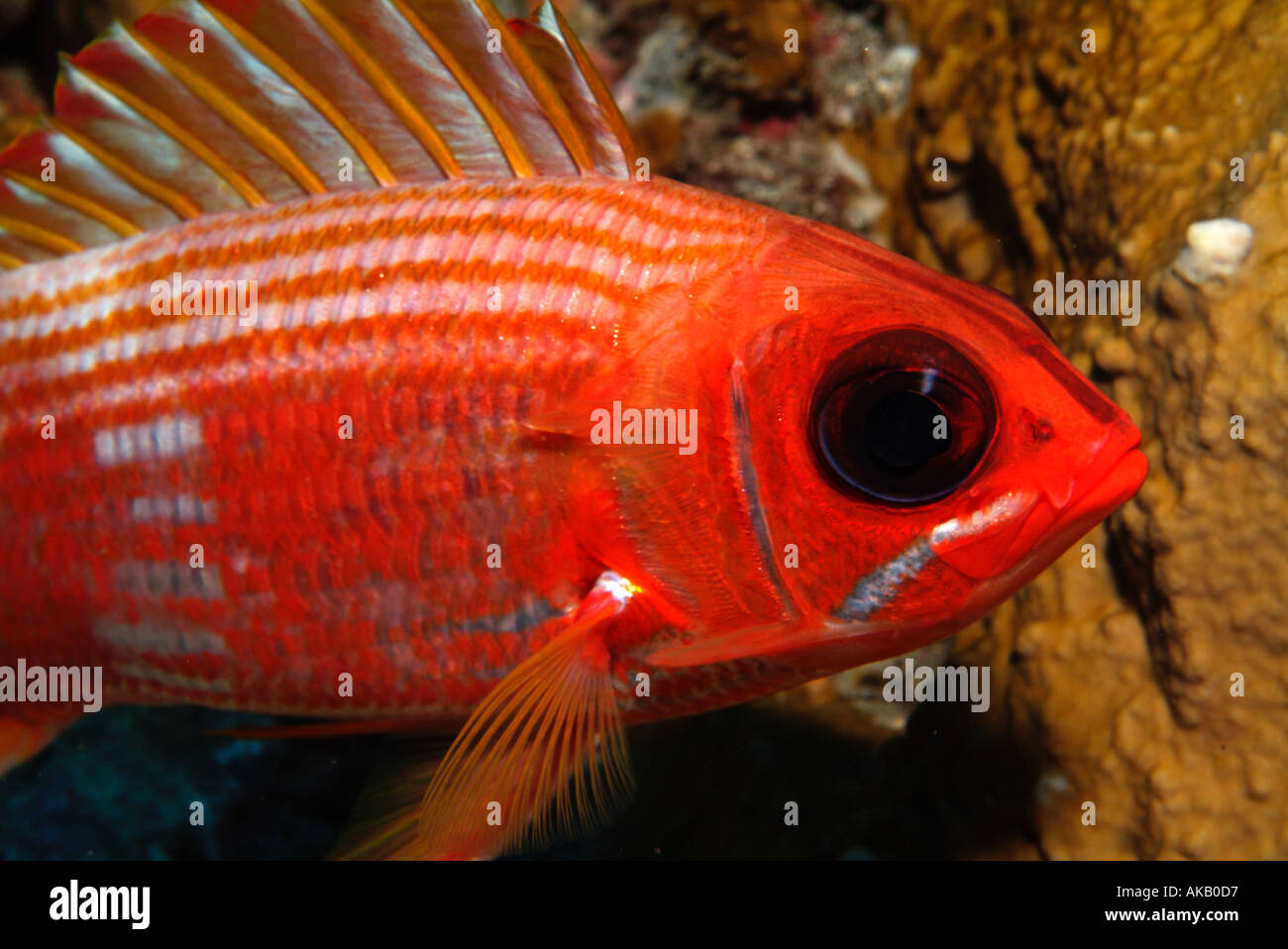 Longspine squirrel fish hi-res stock photography and images - Alamy