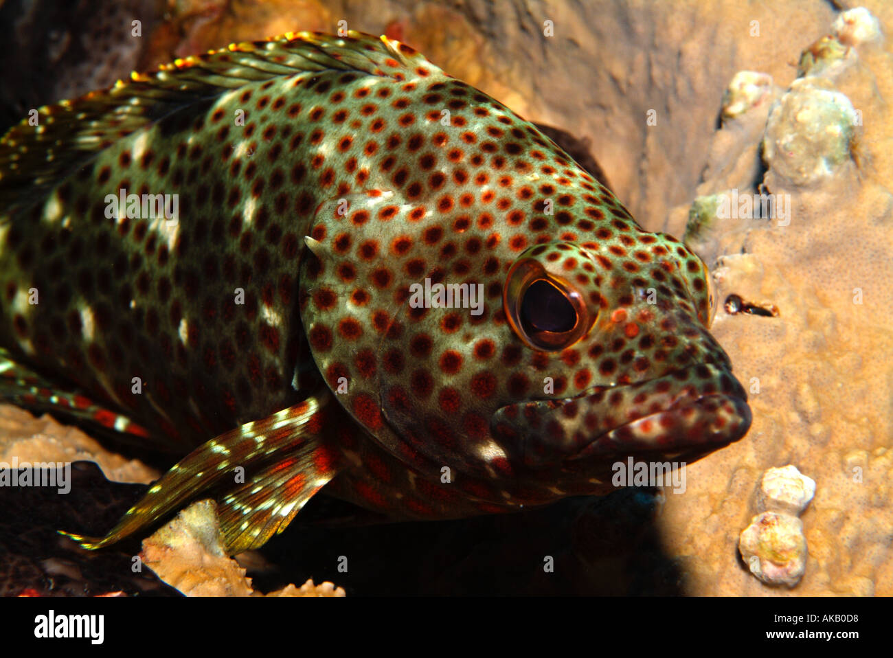 Rock hind grouper in the Gulf of Mexico, off Texas Stock Photo - Alamy