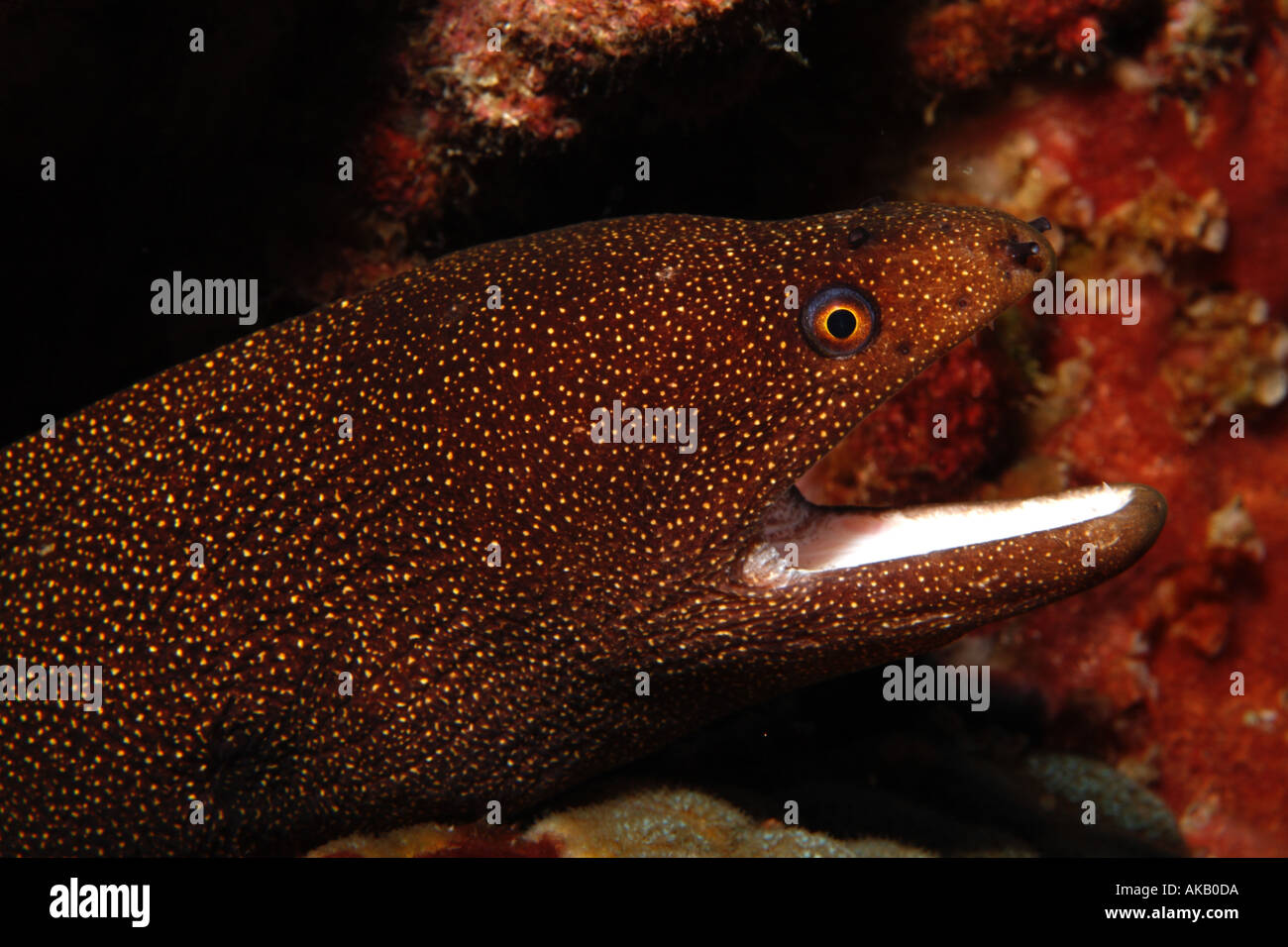 Goldentail moray hi-res stock photography and images - Alamy