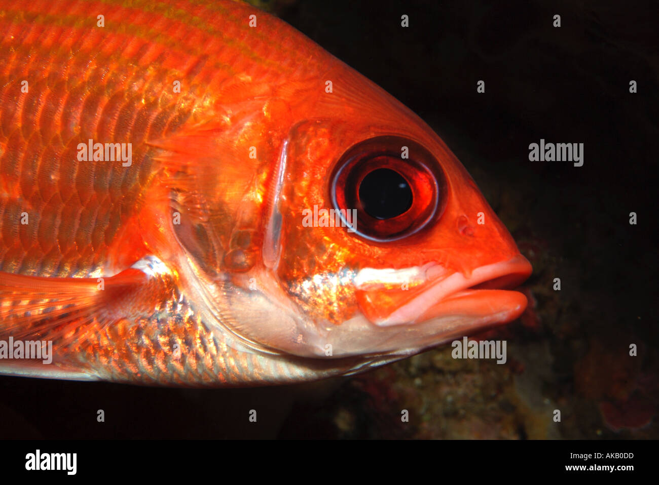 Fish In The Texas Gulf Of Mexico Texas State Saltwater Fish Records