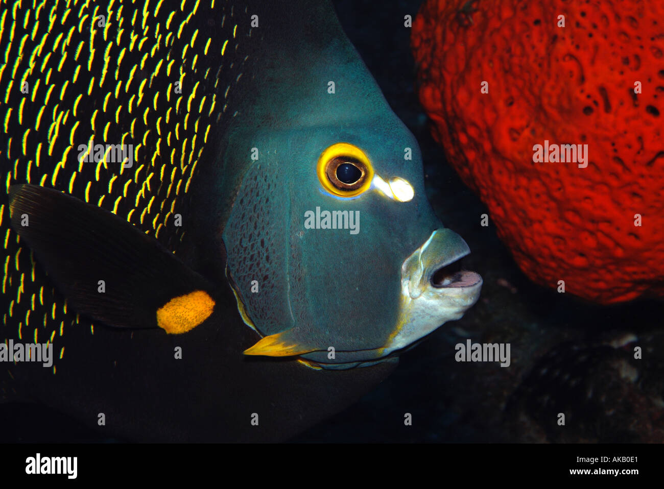 French angelfish in the Gulf of Mexico, off Texas Stock Photo - Alamy