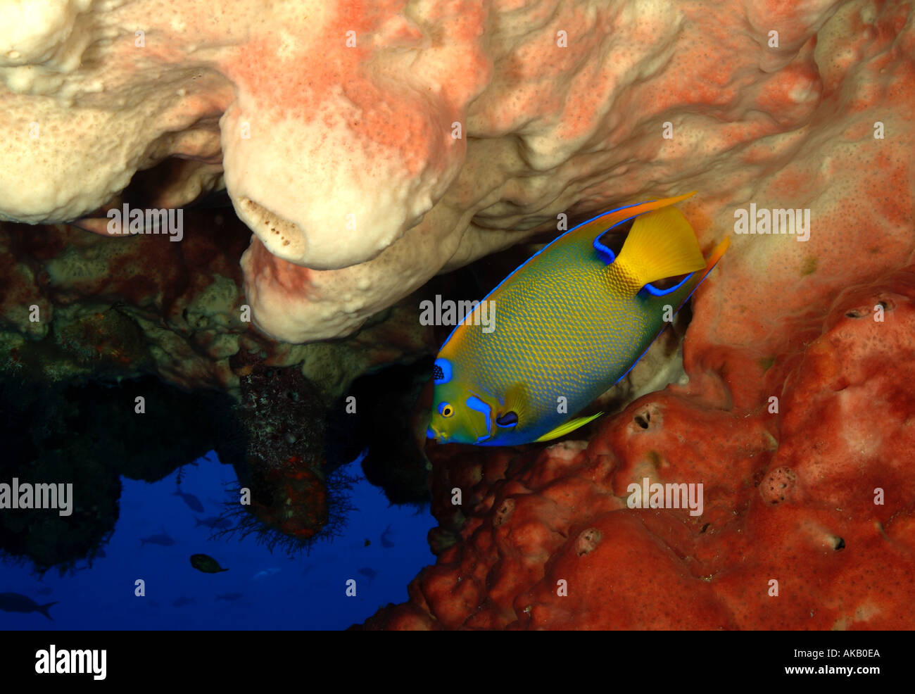 Queen angelfish on a rig in the Gulf of Mexico, off Texas Stock Photo ...