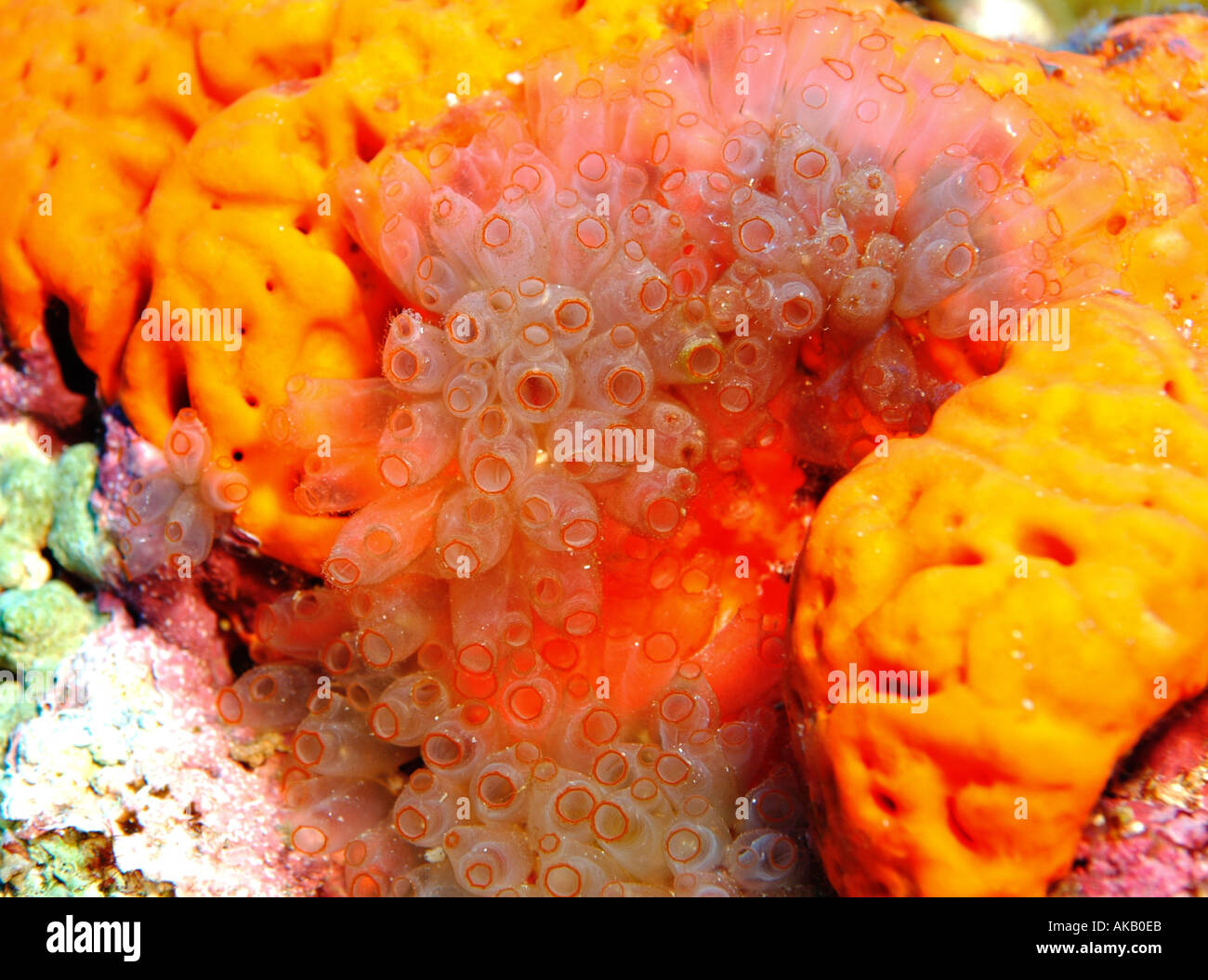 Bulb tunicates in the Gulf of Mexico, off Texas Stock Photo - Alamy