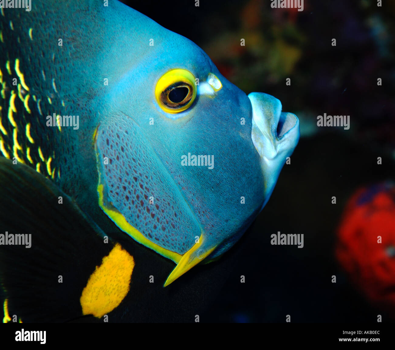 French angelfish in the Gulf of Mexico, off Texas Stock Photo - Alamy