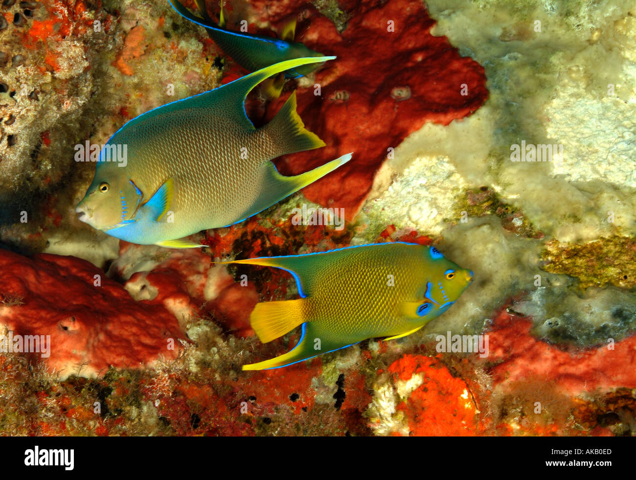 Holacanthus townsendi hi-res stock photography and images - Alamy