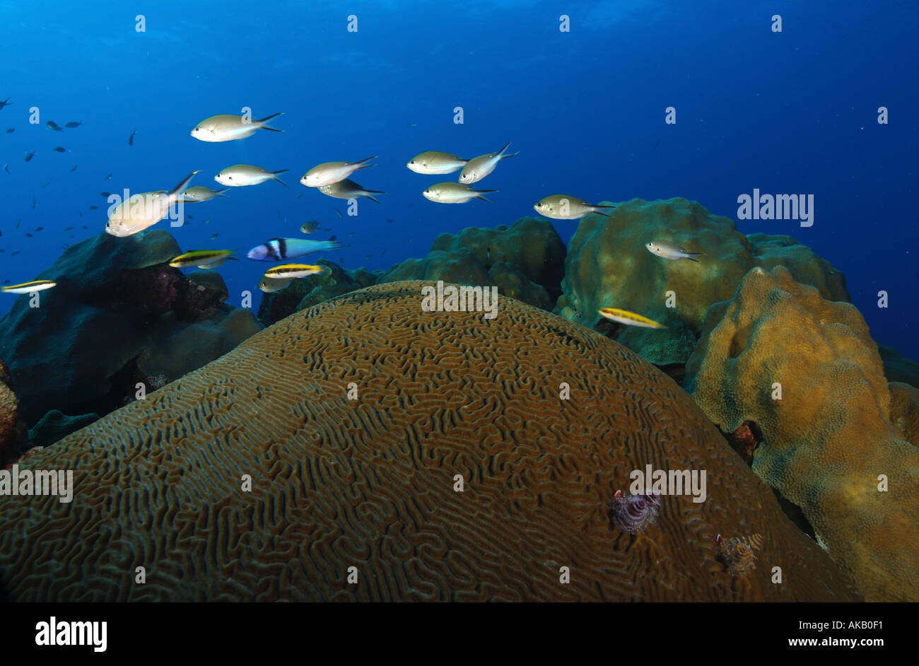 Brown chromis chromis multilineata hi-res stock photography and images ...