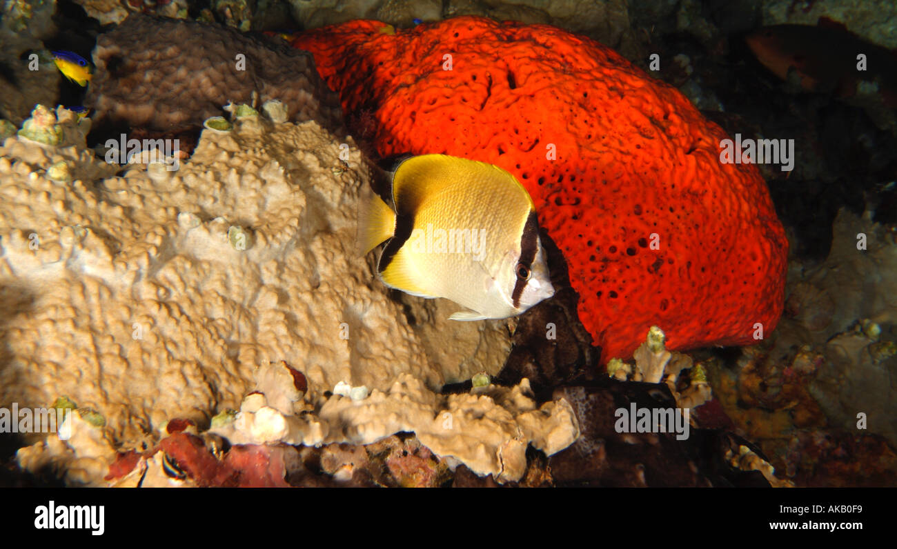 Reef butterflyfish in the Gulf of Mexico, off Texas Stock Photo - Alamy