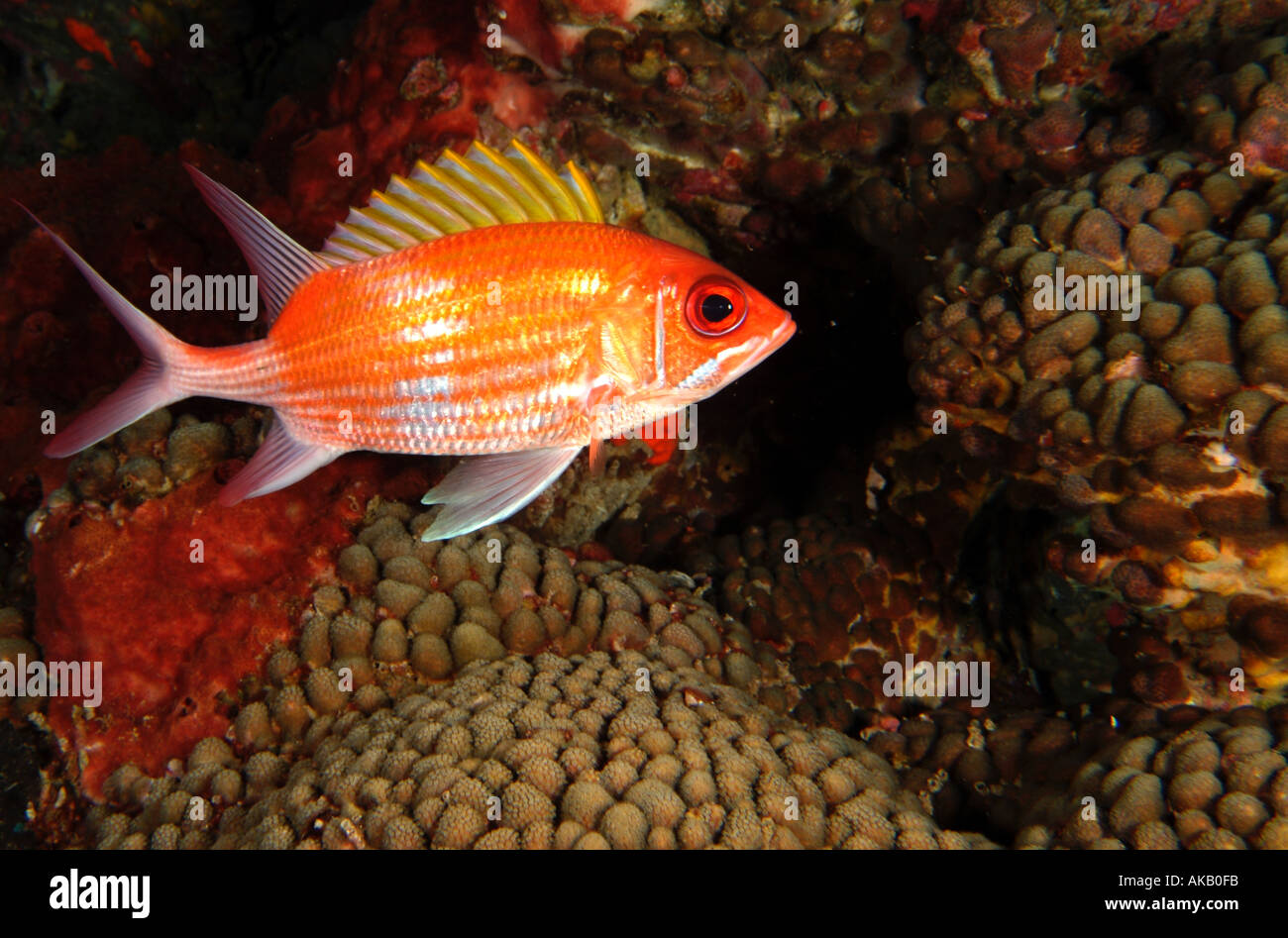 Squirrelfish in the Gulf of Mexico, off Texas Stock Photo - Alamy