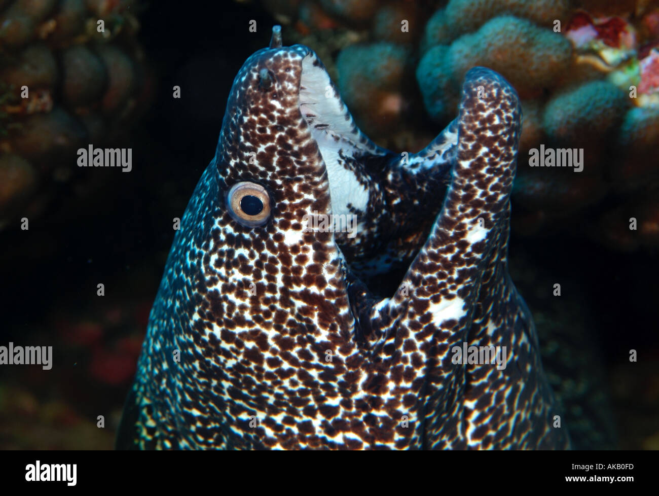 Spotted moray in the Gulf of Mexico, off Texas Stock Photo - Alamy