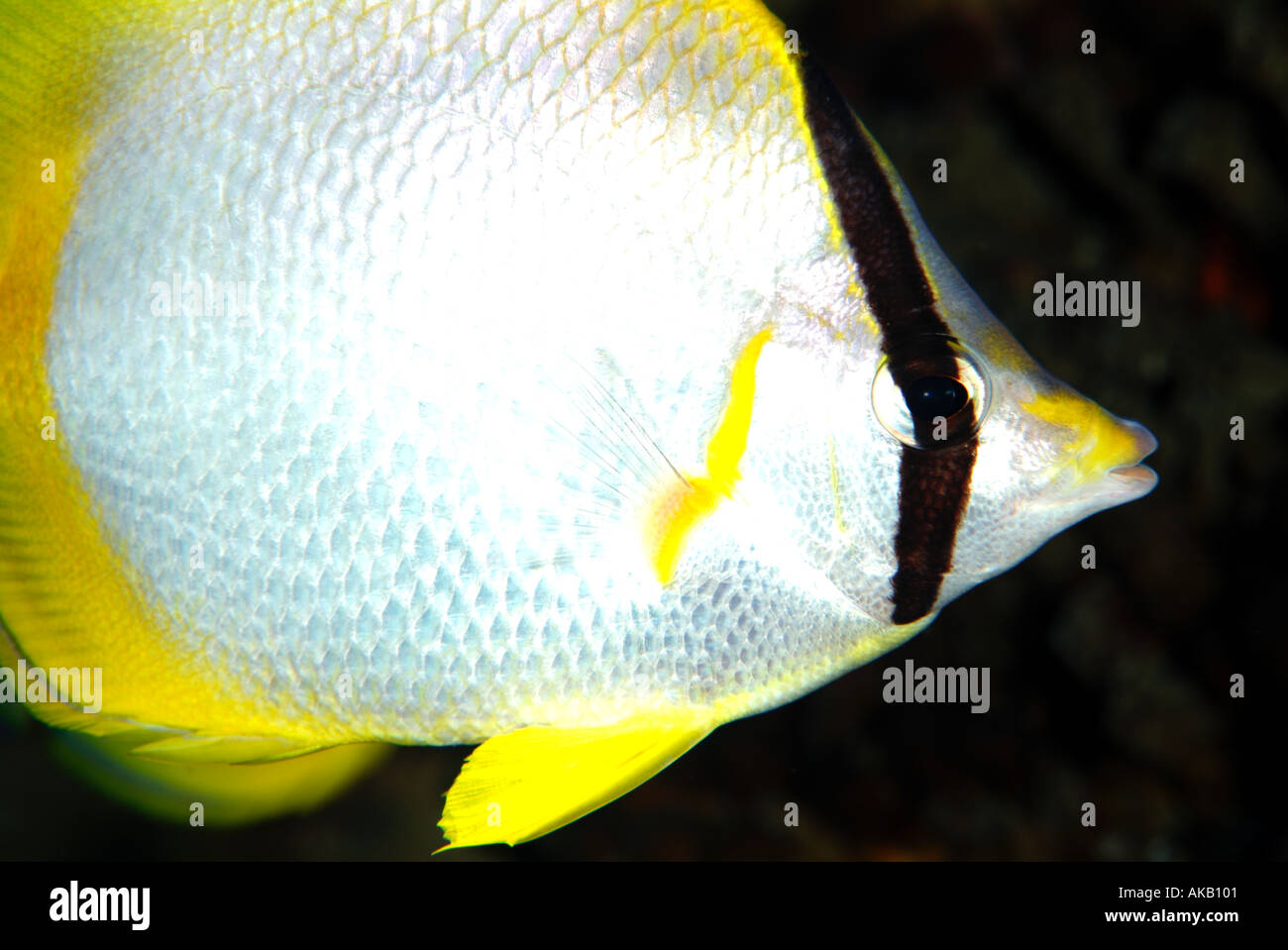 Spotfin butterflyfish chaetodon ocellatus hi-res stock photography and ...